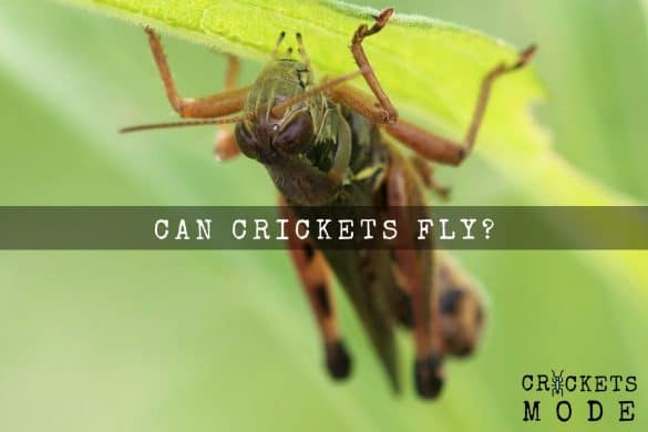Pinhead Crickets (All About Baby Crickets) - Crickets Mode