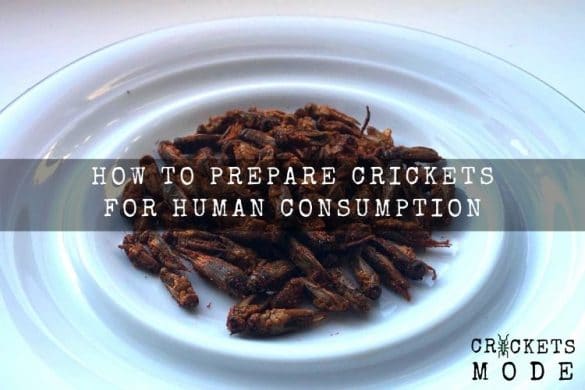 Cricket Eggs And Hatching All You Need To Know Crickets Mode