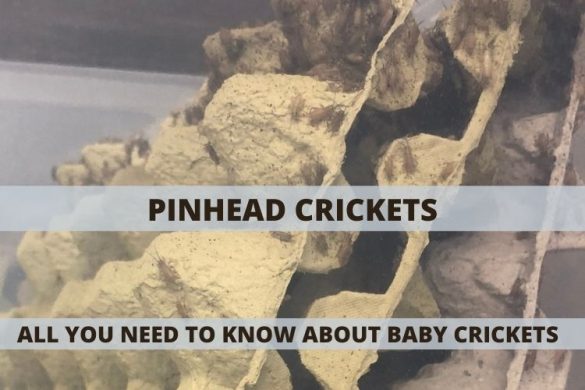 Cricket Eggs & Hatching (All You Need To Know!) - Crickets Mode