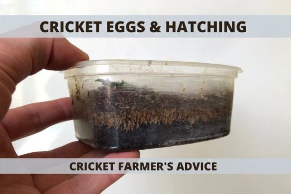 Pinhead Crickets (All About Baby Crickets) - Crickets Mode